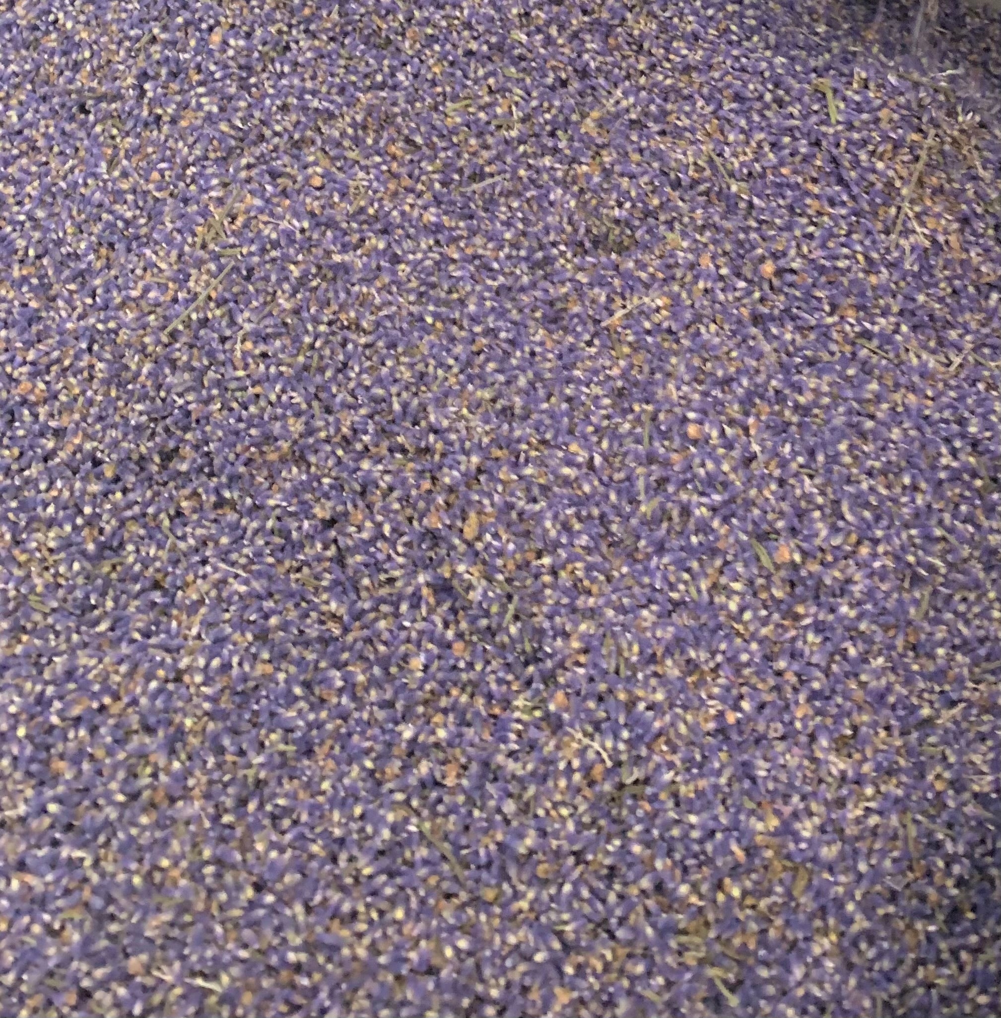 Culinary Lavender Buds – Luscious Lavender Farm